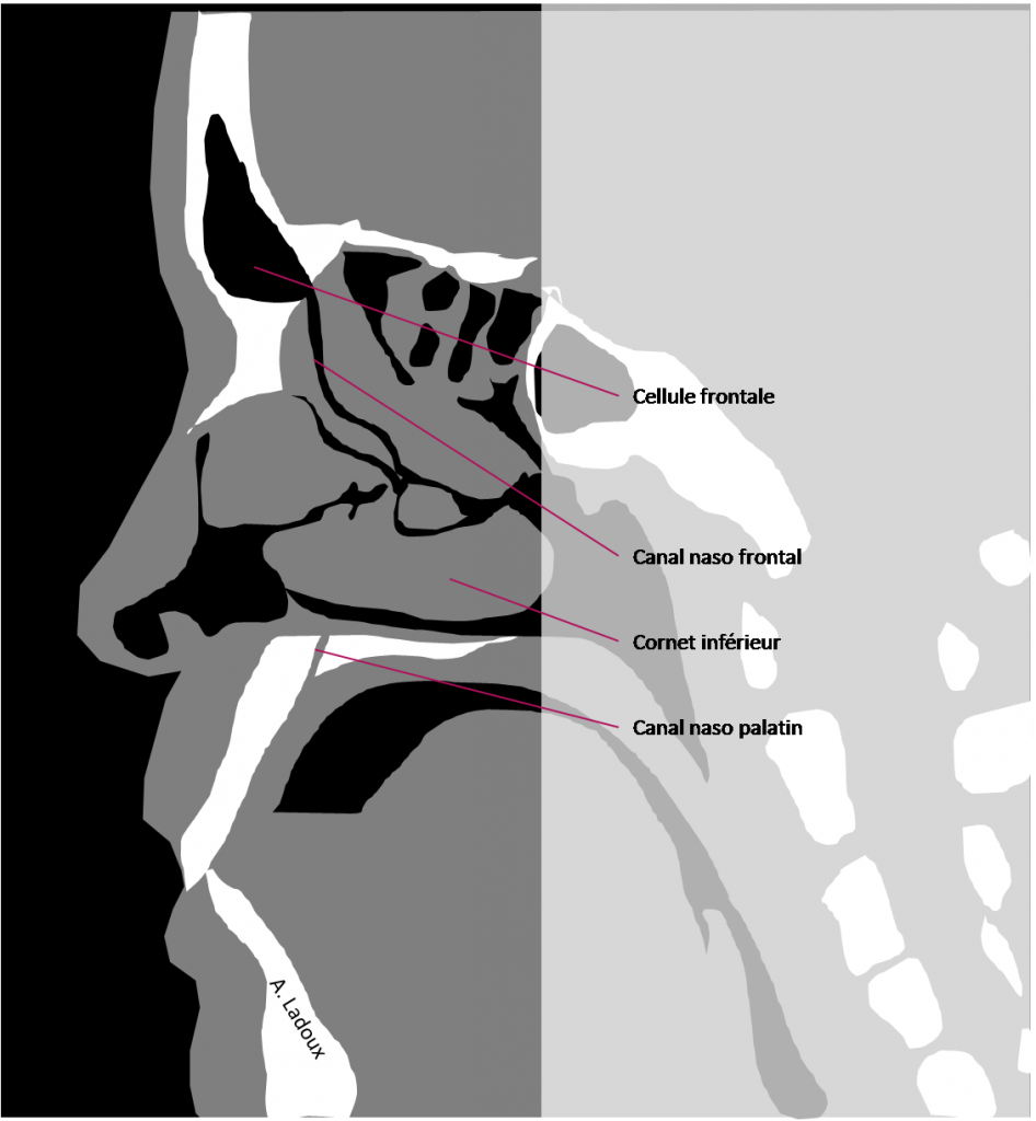 Anatomie sagittale des sinus – PinkyBone