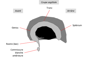 Anatomie – Corps calleux – PinkyBone