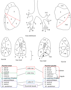 Segmentation pulmonaire – PinkyBone