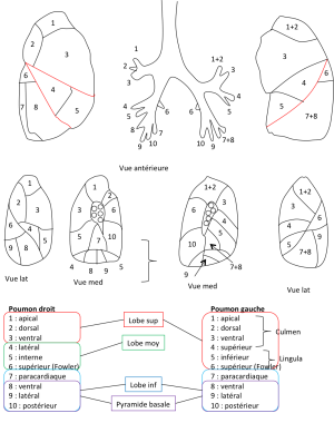 Segmentation pulmonaire – PinkyBone